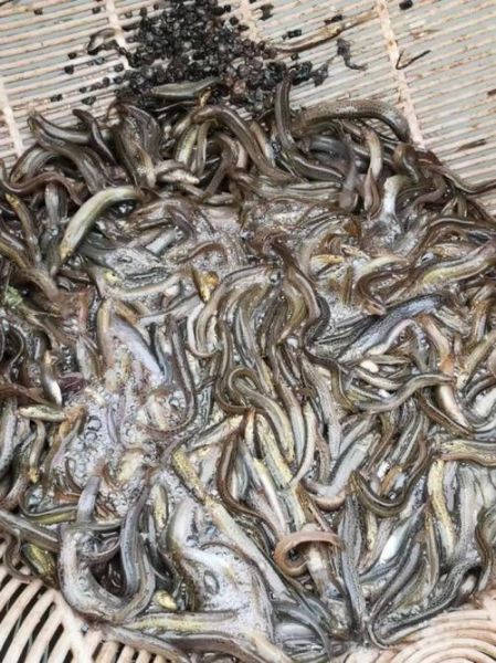 泥鳅苗图片怎么挑选_泥鳅苗价格多少钱一斤-第3张图片-山城妙识