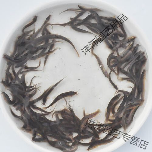 泥鳅苗图片怎么挑选_泥鳅苗价格多少钱一斤-第2张图片-山城妙识
