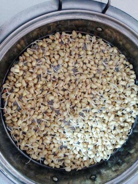 黄豆芽怎么发_黄豆芽发制技巧-第2张图片-山城妙识 黄豆芽怎么发_黄豆芽发制技巧-第2张图片-山城妙识