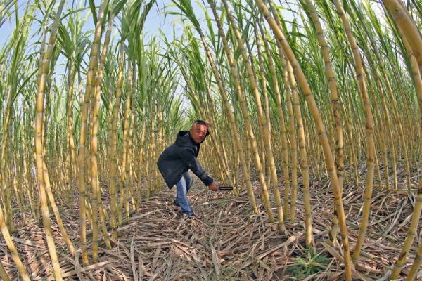 甘蔗种植方法_甘蔗多久可以收获-第1张图片-山城妙识