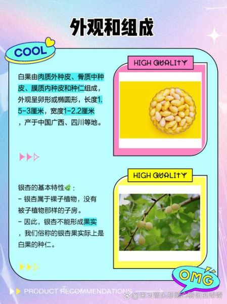 白果长什么样子_白果和银杏果的区别-第1张图片-山城妙识
