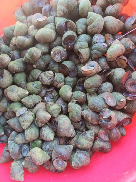 田螺的功效与作用_吃田螺的禁忌有哪些-第2张图片-山城妙识