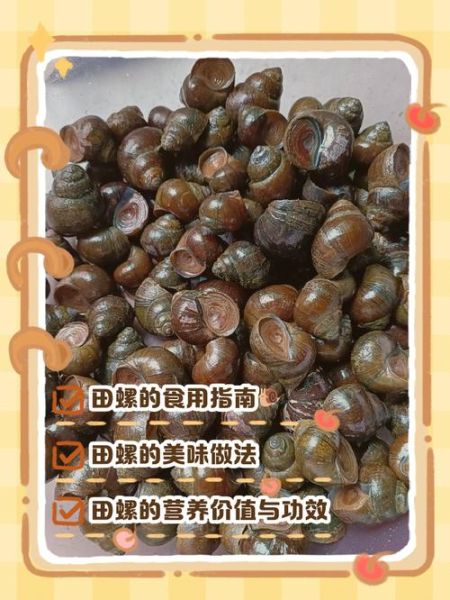 田螺的功效与作用_吃田螺的禁忌有哪些-第3张图片-山城妙识
