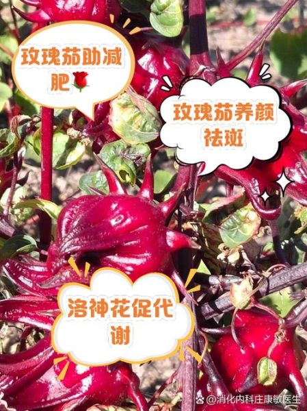 玫瑰茄能长期喝吗_玫瑰茄的功效与作用-第3张图片-山城妙识