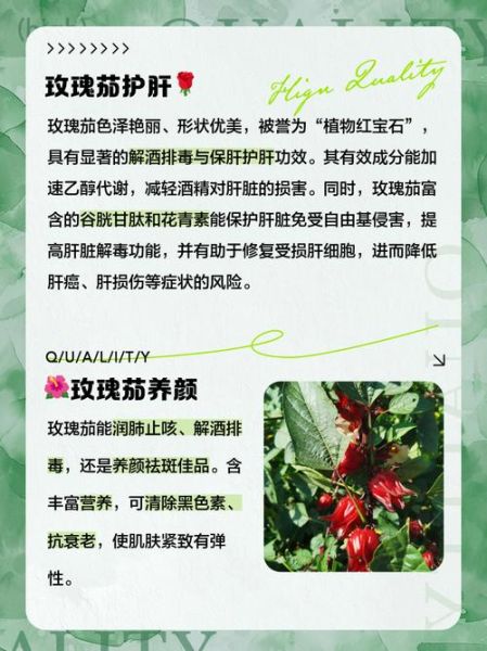 玫瑰茄能长期喝吗_玫瑰茄的功效与作用-第2张图片-山城妙识