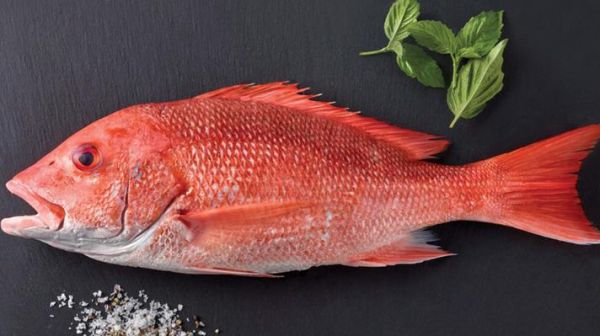 红鲷鱼是海鱼还是淡水鱼_红鲷鱼能淡水养殖吗-第2张图片-山城妙识