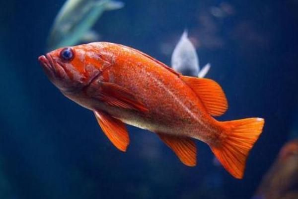 红鲷鱼是海鱼还是淡水鱼_红鲷鱼能淡水养殖吗-第3张图片-山城妙识