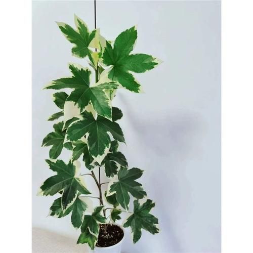 熊掌木怎么养_熊掌木有毒吗-第1张图片-山城妙识 熊掌木怎么养_熊掌木有毒吗-第1张图片-山城妙识