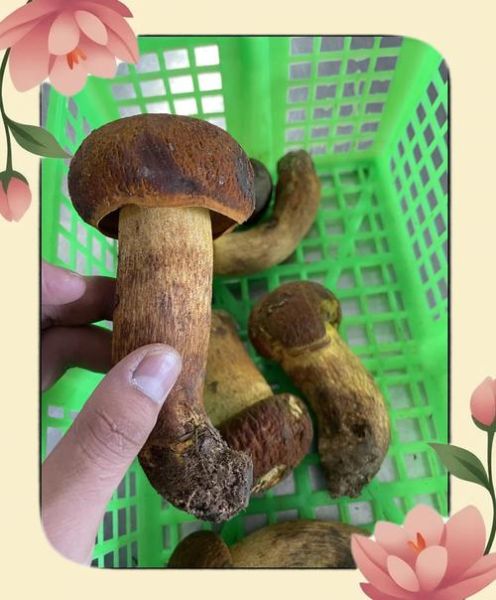 美味牛肝菌怎么挑选_美味牛肝菌多少钱一斤-第1张图片-山城妙识 美味牛肝菌怎么挑选_美味牛肝菌多少钱一斤-第1张图片-山城妙识