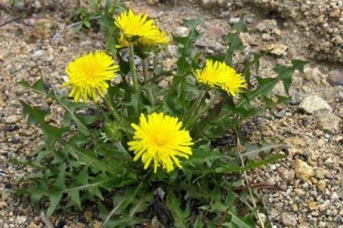 大苦菜图片怎么识别_大苦菜和蒲公英区别-第3张图片-山城妙识