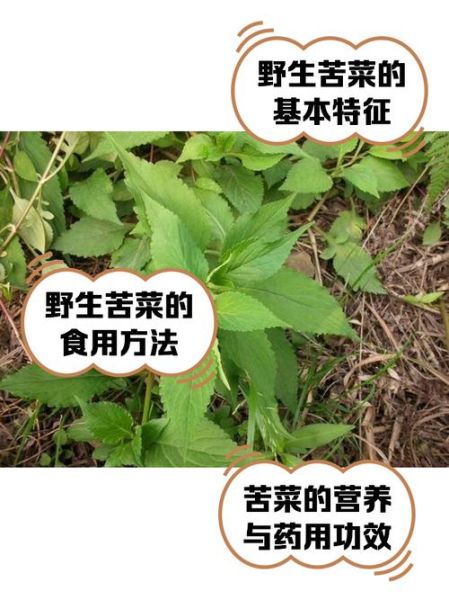 大苦菜图片怎么识别_大苦菜和蒲公英区别-第1张图片-山城妙识