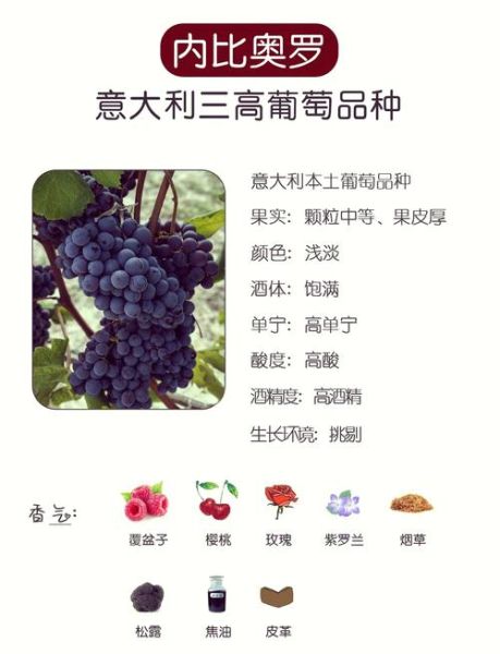 红乳葡萄缺点有哪些_红乳葡萄为什么不好种-第3张图片-山城妙识