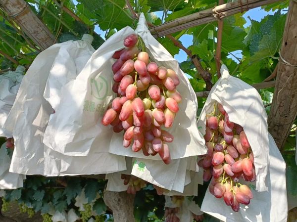 红乳葡萄缺点有哪些_红乳葡萄为什么不好种-第1张图片-山城妙识