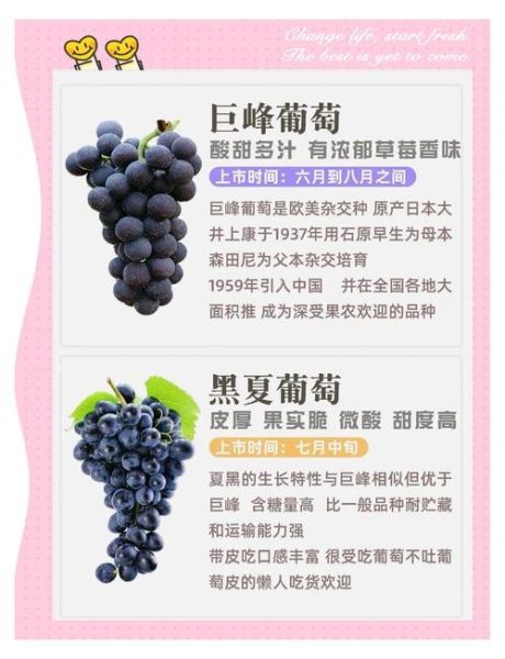 红乳葡萄缺点有哪些_红乳葡萄为什么不好种-第2张图片-山城妙识