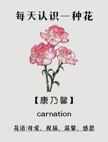 康乃馨花语及支数含义_送几朵康乃馨最合适-第1张图片-山城妙识 康乃馨花语及支数含义_送几朵康乃馨最合适-第1张图片-山城妙识