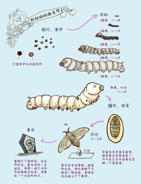蚕的生长过程图片顺序_蚕宝宝几天结茧-第1张图片-山城妙识
