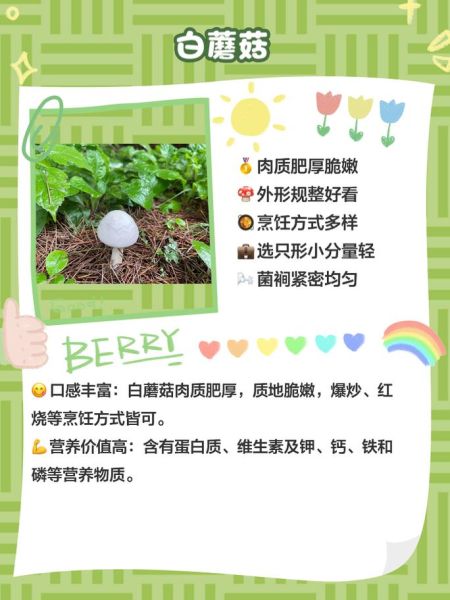 白蘑菇和口蘑的区别_哪个更好吃-第2张图片-山城妙识