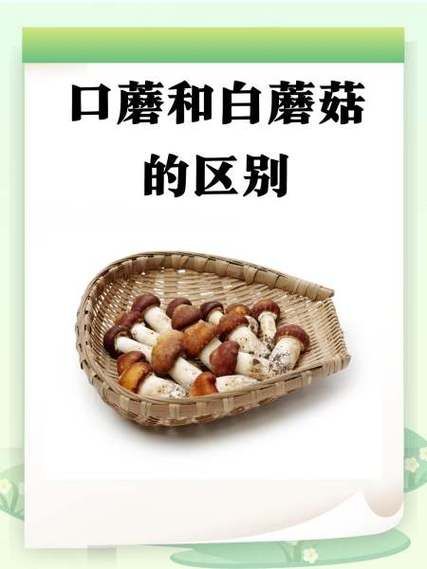 白蘑菇和口蘑的区别_哪个更好吃-第1张图片-山城妙识
