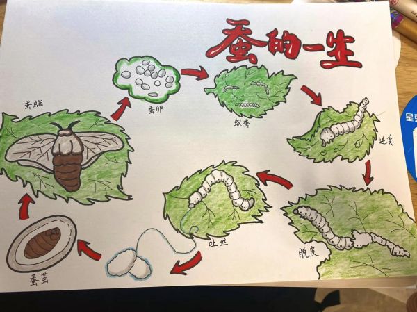 蚕的生长过程图片顺序_蚕宝宝几天结茧-第3张图片-山城妙识