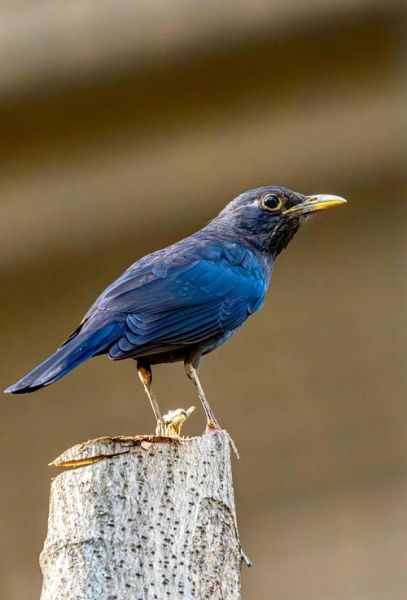 乌鸫科技是做什么的_乌鸫科技怎么样-第2张图片-山城妙识