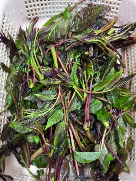 凉拌香椿怎么做_香椿焯水几分钟才嫩-第3张图片-山城妙识 凉拌香椿怎么做_香椿焯水几分钟才嫩-第3张图片-山城妙识