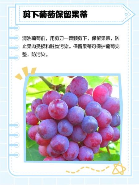 葡萄用盐水能洗干净吗_盐水泡多久才安全-第1张图片-山城妙识