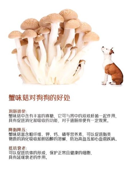 蟹味菇什么人不能吃_蟹味菇的功效与作用-第1张图片-山城妙识 蟹味菇什么人不能吃_蟹味菇的功效与作用-第1张图片-山城妙识