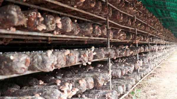香菇种植基地怎么选_香菇种植基地投资多少钱-第1张图片-山城妙识 香菇种植基地怎么选_香菇种植基地投资多少钱-第1张图片-山城妙识