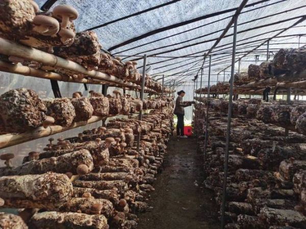 香菇种植基地怎么选_香菇种植基地投资多少钱-第2张图片-山城妙识 香菇种植基地怎么选_香菇种植基地投资多少钱-第2张图片-山城妙识