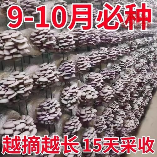 香菇种植基地怎么选_香菇种植基地投资多少钱-第3张图片-山城妙识 香菇种植基地怎么选_香菇种植基地投资多少钱-第3张图片-山城妙识