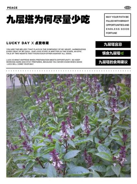 九层塔是什么菜_九层塔有什么功效-第2张图片-山城妙识