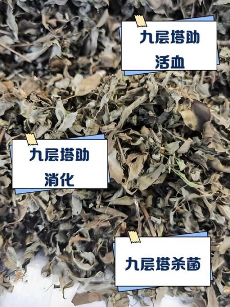 九层塔是什么菜_九层塔有什么功效-第1张图片-山城妙识