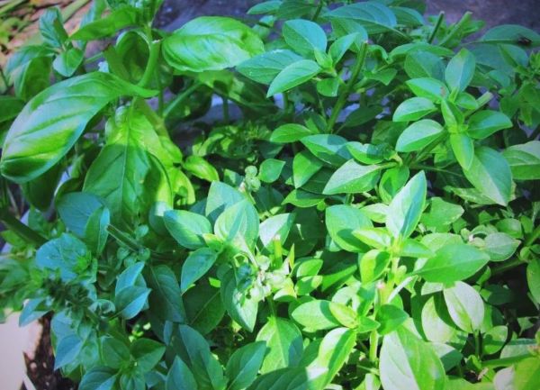 九层塔是什么菜_九层塔有什么功效-第3张图片-山城妙识