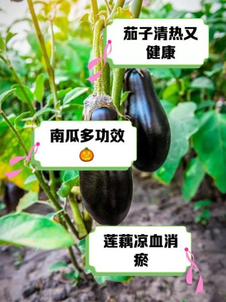 吃什么蔬菜下火_哪些蔬菜清热去火最快-第2张图片-山城妙识