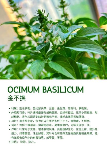 金不换别名叫什么_金不换中药别名大全-第1张图片-山城妙识