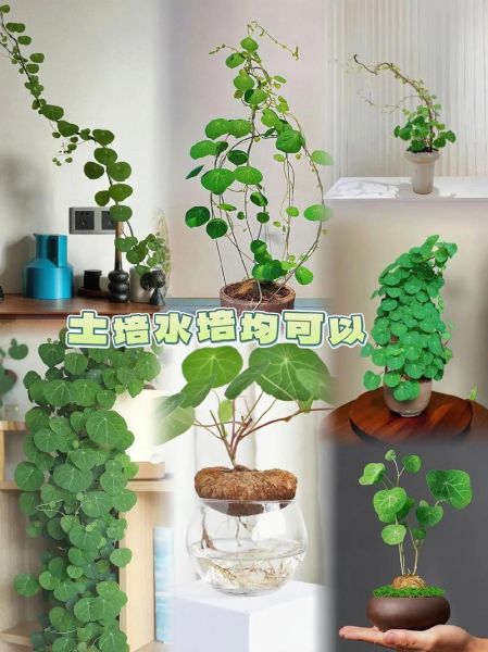 金不换别名叫什么_金不换中药别名大全-第3张图片-山城妙识