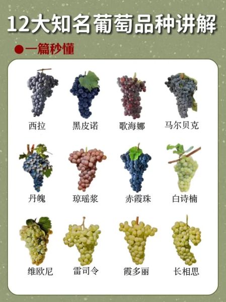 哪种葡萄适合做葡萄酒_自酿葡萄酒选什么品种好-第1张图片-山城妙识