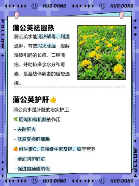 蒲公英茶对女性的作用_女人喝蒲公英茶有什么好处-第2张图片-山城妙识