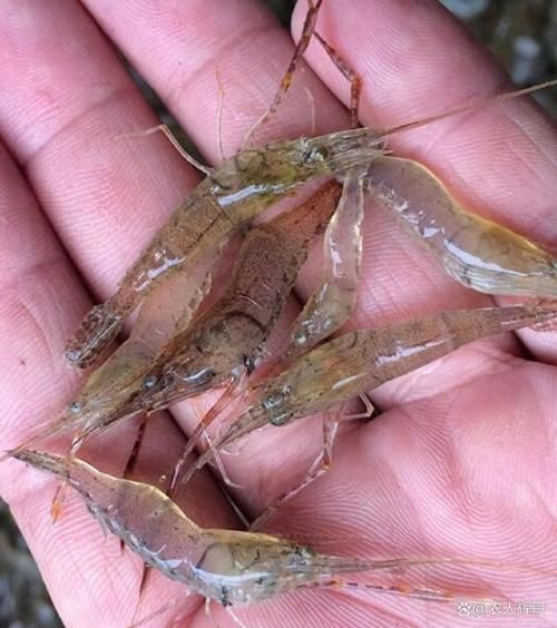 河虾养殖技术_河虾养殖赚钱吗-第1张图片-山城妙识