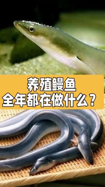 鳗鱼养殖基地怎么选_鳗鱼养殖基地投资成本-第2张图片-山城妙识 鳗鱼养殖基地怎么选_鳗鱼养殖基地投资成本-第2张图片-山城妙识