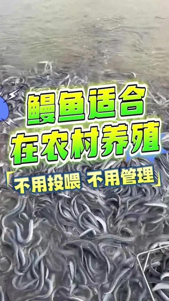鳗鱼养殖基地怎么选_鳗鱼养殖基地投资成本-第1张图片-山城妙识 鳗鱼养殖基地怎么选_鳗鱼养殖基地投资成本-第1张图片-山城妙识