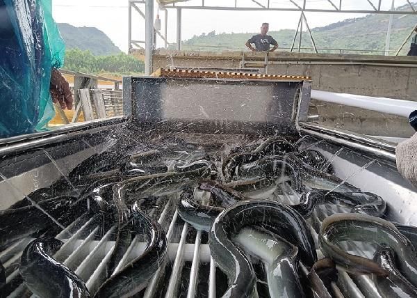 鳗鱼养殖基地怎么选_鳗鱼养殖基地投资成本-第3张图片-山城妙识 鳗鱼养殖基地怎么选_鳗鱼养殖基地投资成本-第3张图片-山城妙识