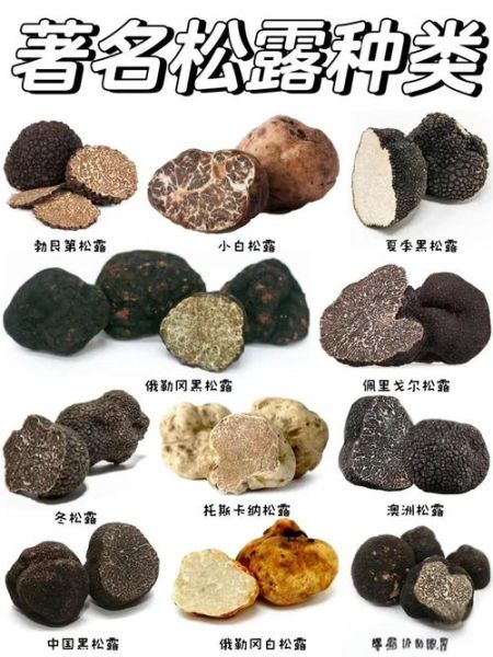 白松露多少钱一斤_白松露价格为什么这么贵-第3张图片-山城妙识 白松露多少钱一斤_白松露价格为什么这么贵-第3张图片-山城妙识