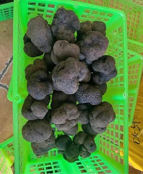 白松露多少钱一斤_白松露价格为什么这么贵-第1张图片-山城妙识 白松露多少钱一斤_白松露价格为什么这么贵-第1张图片-山城妙识