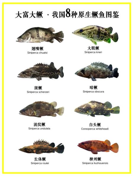 鳜鱼肥是什么季节_鳜鱼肥美几月最好吃-第3张图片-山城妙识