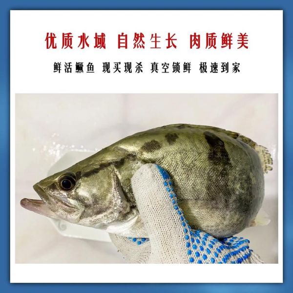 鳜鱼肥是什么季节_鳜鱼肥美几月最好吃-第2张图片-山城妙识