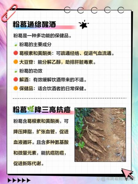 粉葛的功效与作用有哪些_粉葛怎么吃最养生-第3张图片-山城妙识