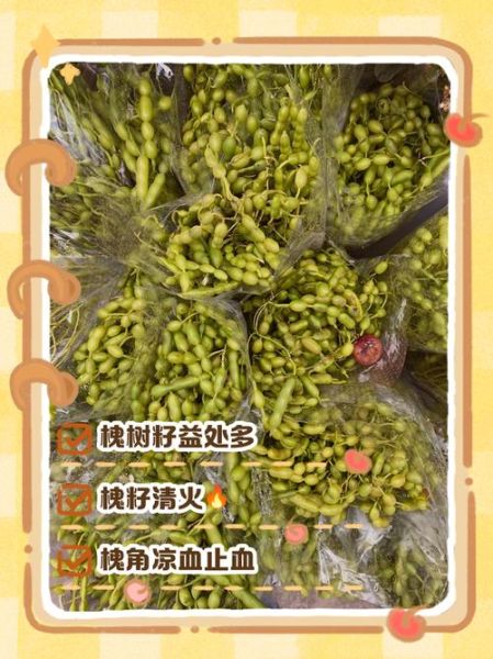 槐树籽的功效与作用_槐树籽怎么吃效果最好-第1张图片-山城妙识 槐树籽的功效与作用_槐树籽怎么吃效果最好-第1张图片-山城妙识