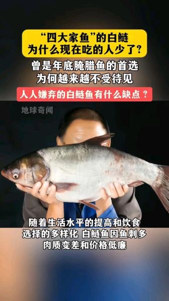白鲢鱼为什么吃的人少_白鲢鱼口感差吗-第1张图片-山城妙识 白鲢鱼为什么吃的人少_白鲢鱼口感差吗-第1张图片-山城妙识