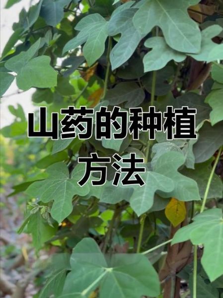 山药怎么种植_山药种植技术与管理要点-第1张图片-山城妙识